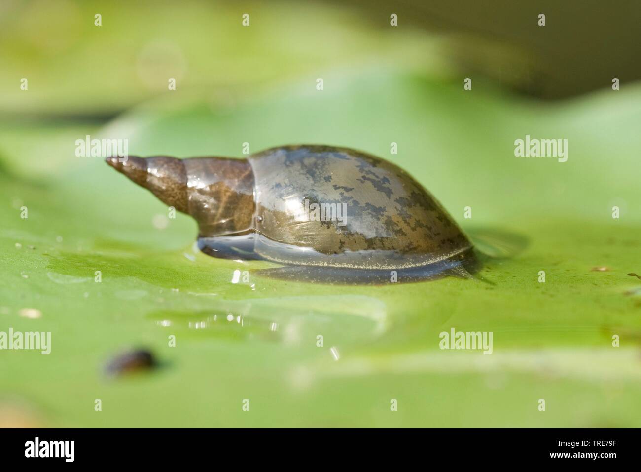 Great pondsnail, Swamp lymnaea, Big swamp snail (Lymnaea stagnalis), on ...