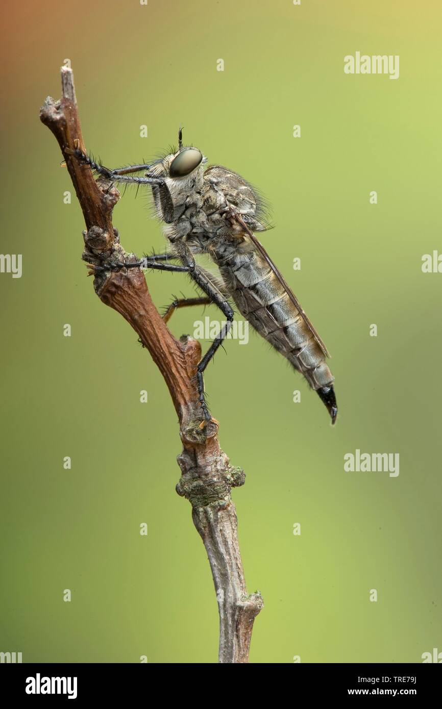 Machimus hi-res stock photography and images - Alamy