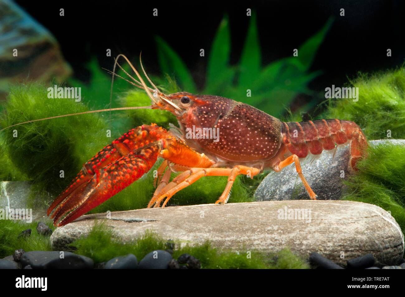 Crayfish Spot High Resolution Stock Photography and Images - Alamy