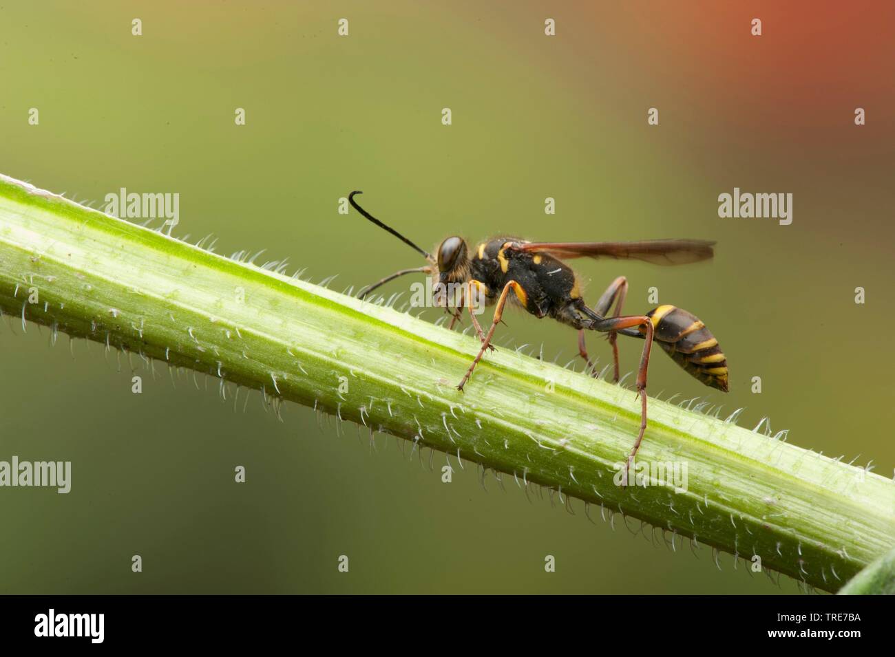 Digger wasps and mud daubers hi-res stock photography and images - Alamy
