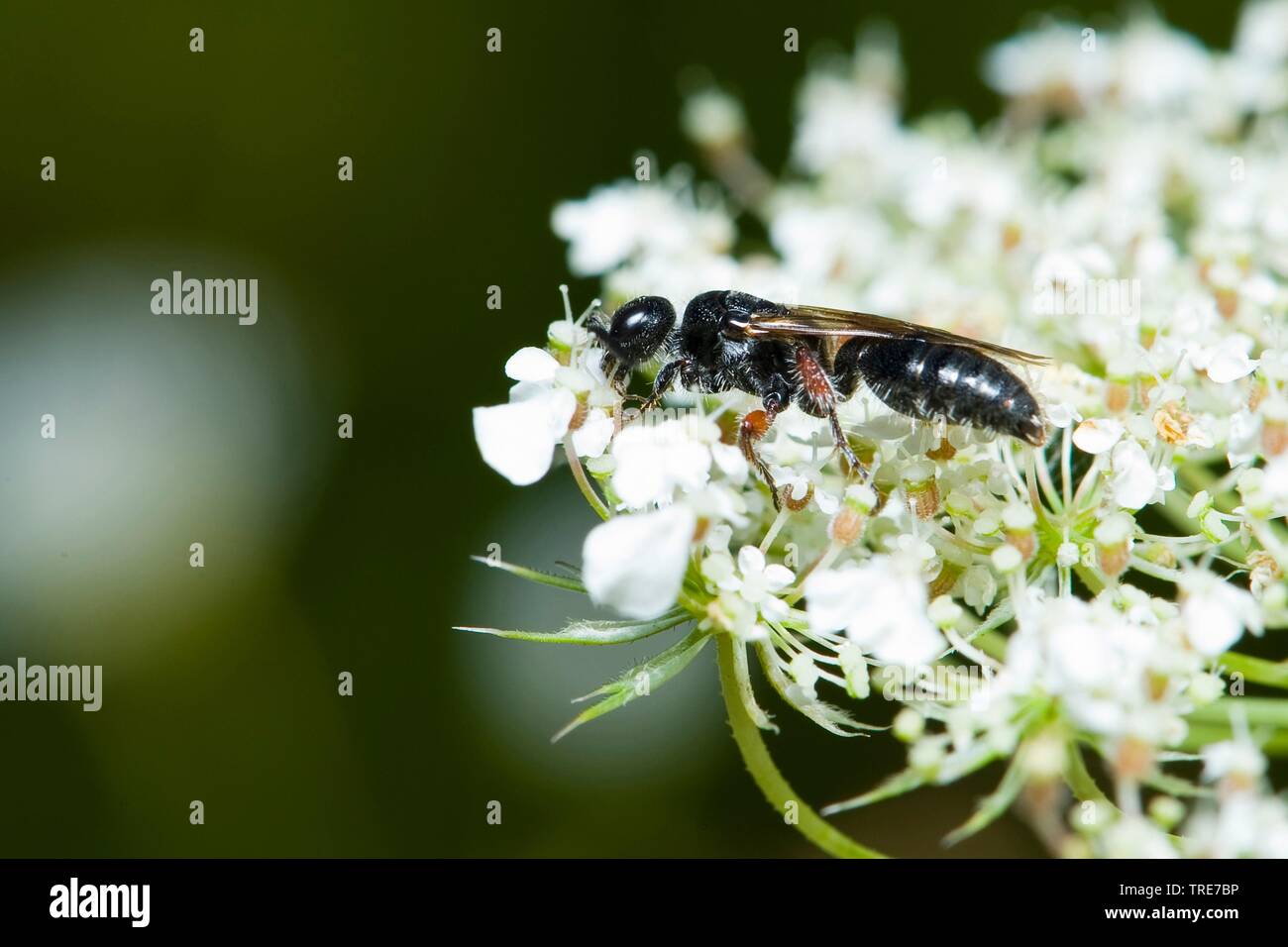 common tiphiid wasp (Tiphia femorata), sits on an inflorescence ...