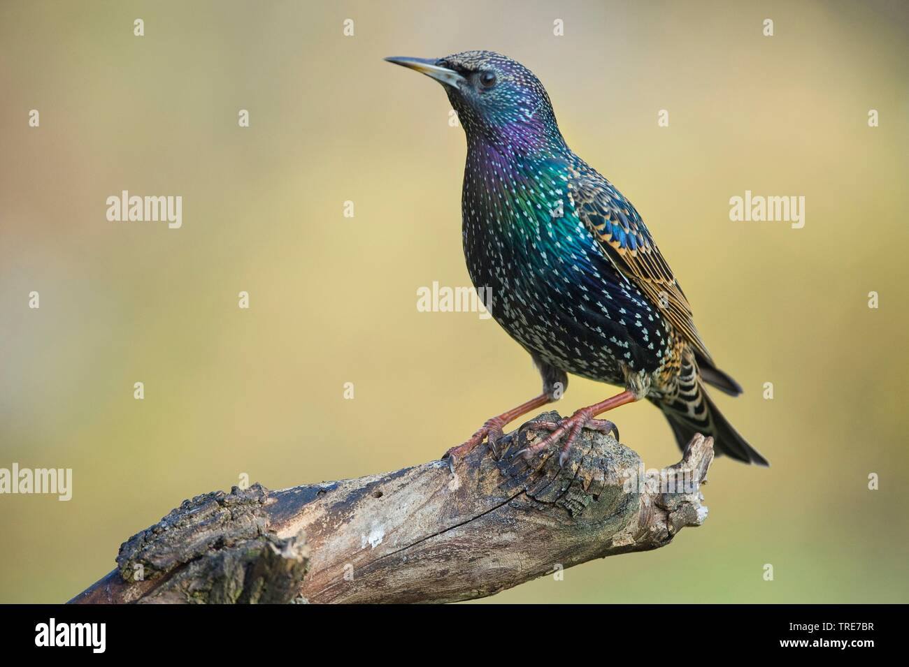 Spots on bird hi-res stock photography and images - Alamy