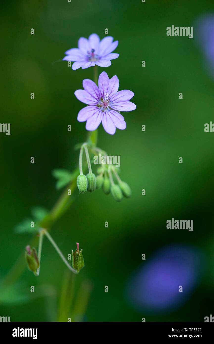 Dovefoot geranium, Dove's-foot Crane's-bill (Geranium molle), blooming ...