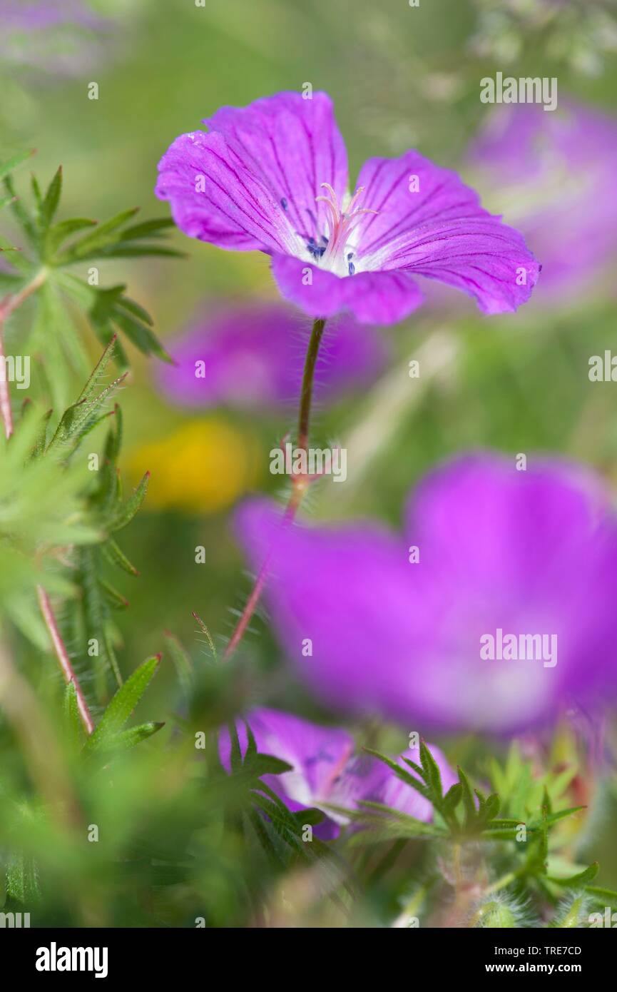 bloody cranesbill, blood-red cranesbill (Geranium sanguineum), blooming ...
