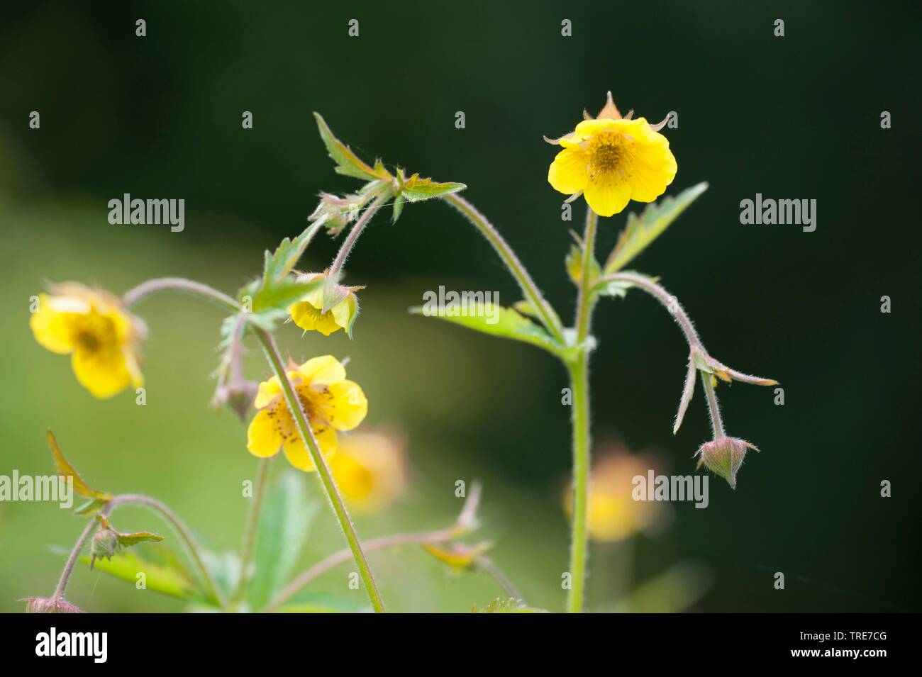 common avens, wood avens, clover-root (Geum urbanum), blooming, Germany ...