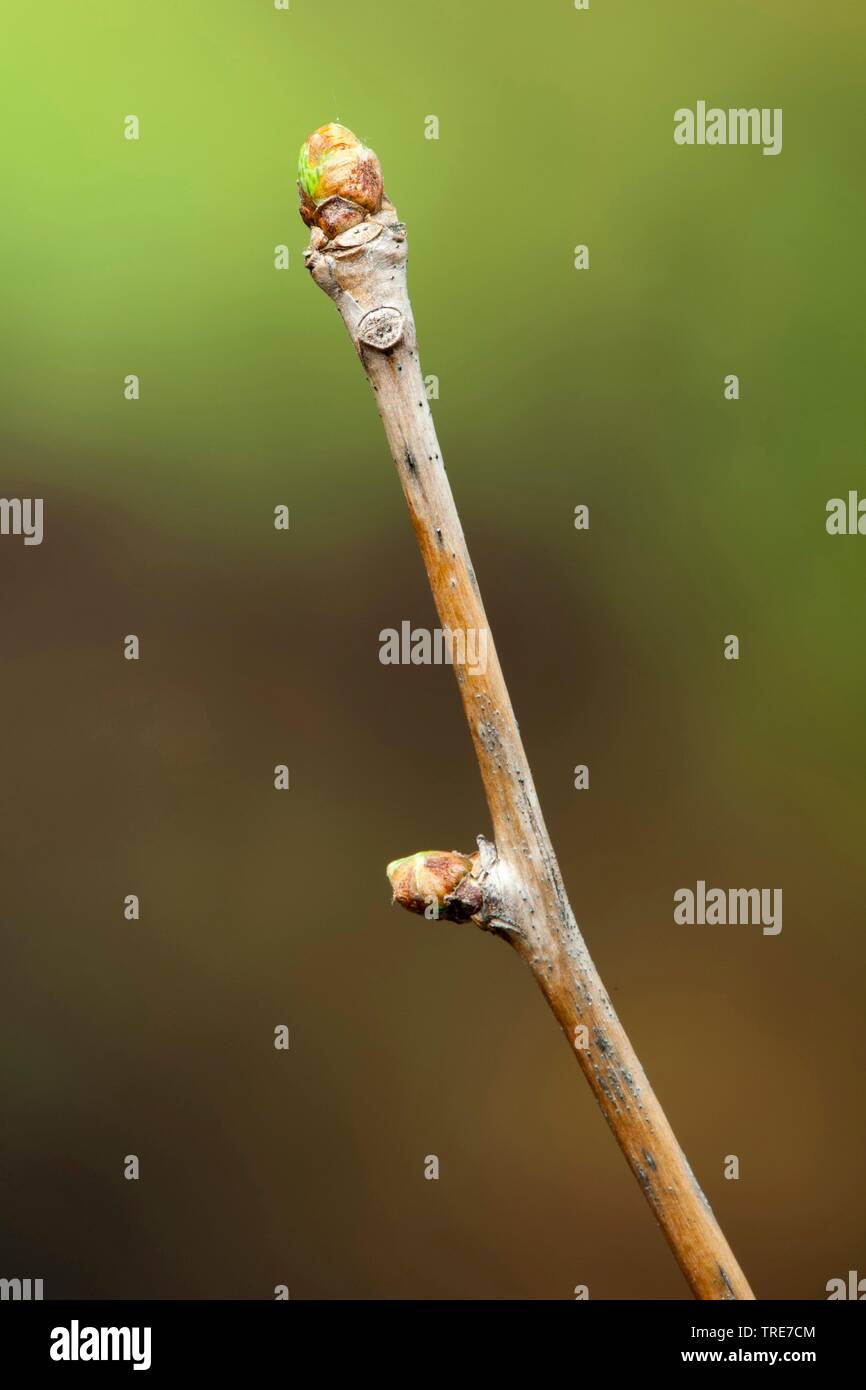 maidenhair tree, Ginkgo Tree, Gingko Tree, Ginko Tree (Ginkgo biloba ...