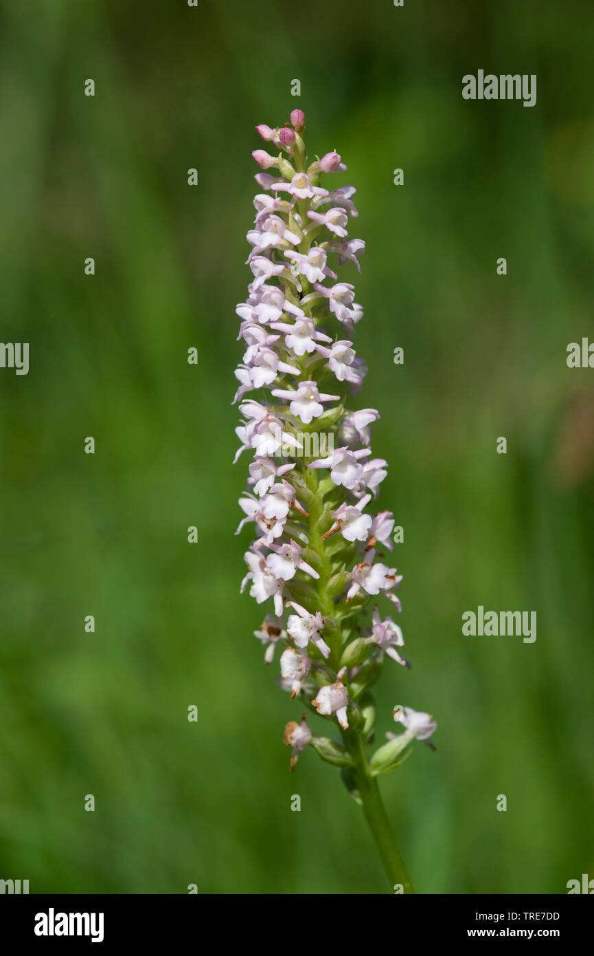 Short plants hi-res stock photography and images - Alamy