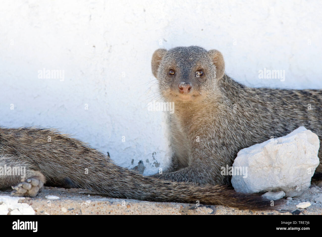banded mongoose, zebra mongoose (Mungos mungo), two mongooses resting ...