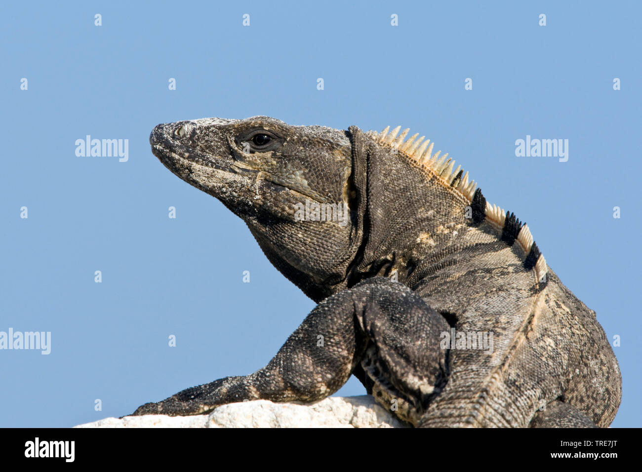 Black Iguana (Ctenosaura similis), portrait, Mexico Stock Photo - Alamy