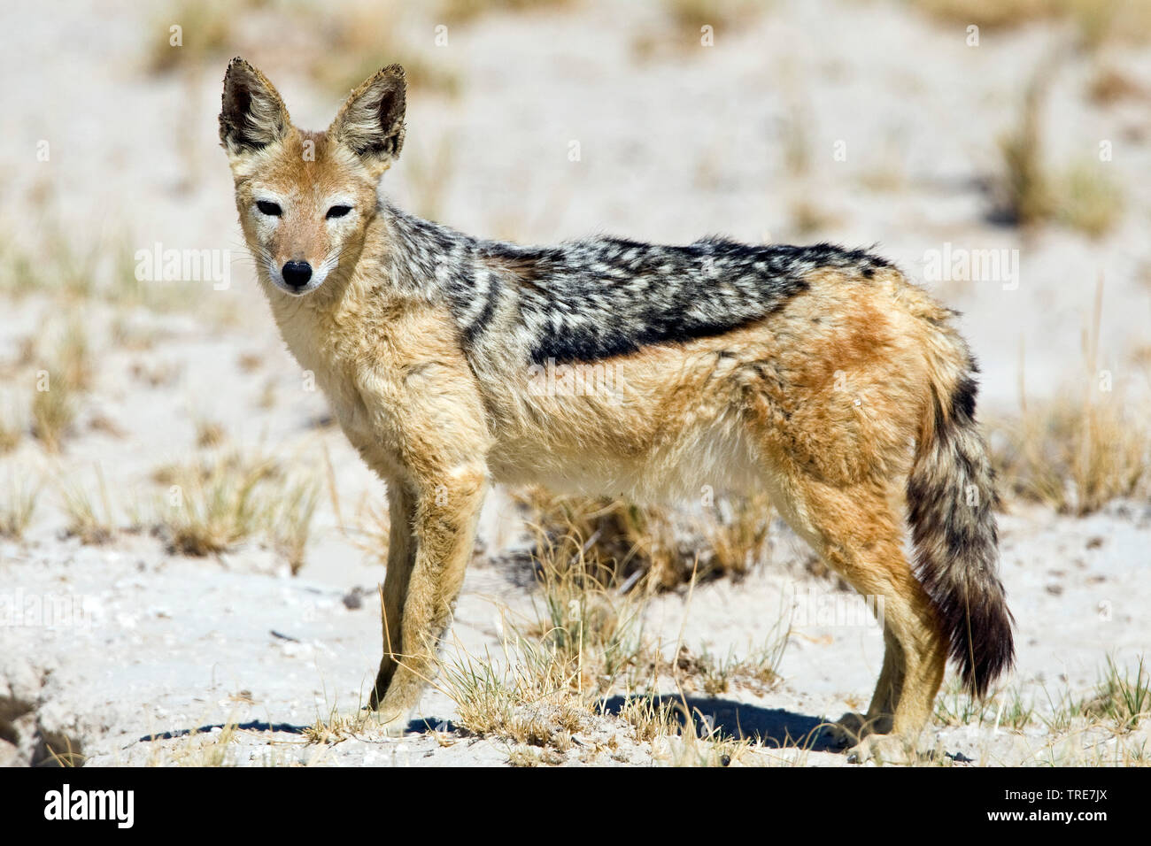 Black backed jackal in namibia hi-res stock photography and images - Alamy