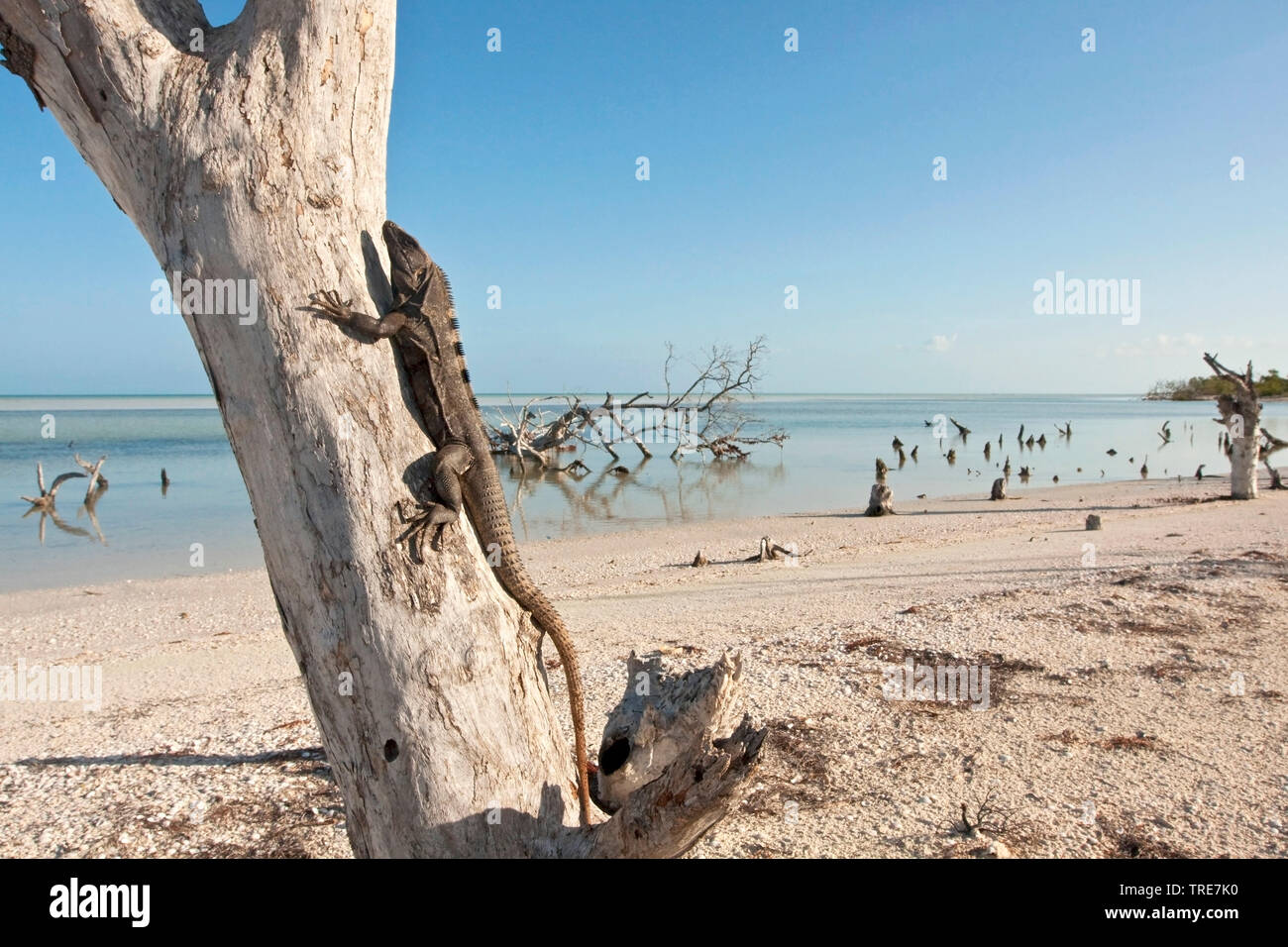 Black Iguana (Ctenosaura similis), on shore, Mexico Stock Photo - Alamy