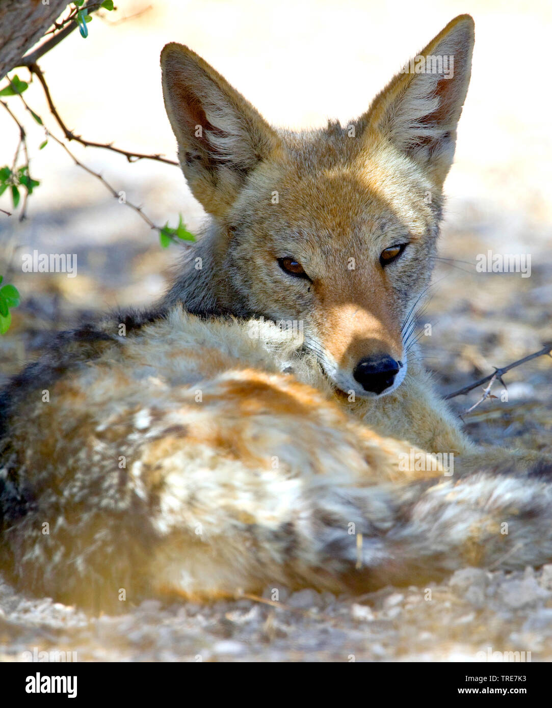 Namibia black backed jackal rests hi-res stock photography and images - Alamy