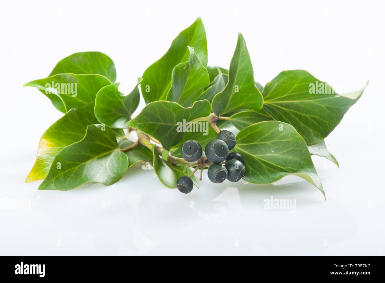English ivy, common ivy (Hedera helix), branch with fruist, cutout ...