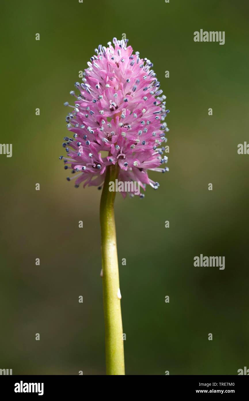Swamp plant with flowers hi-res stock photography and images - Alamy