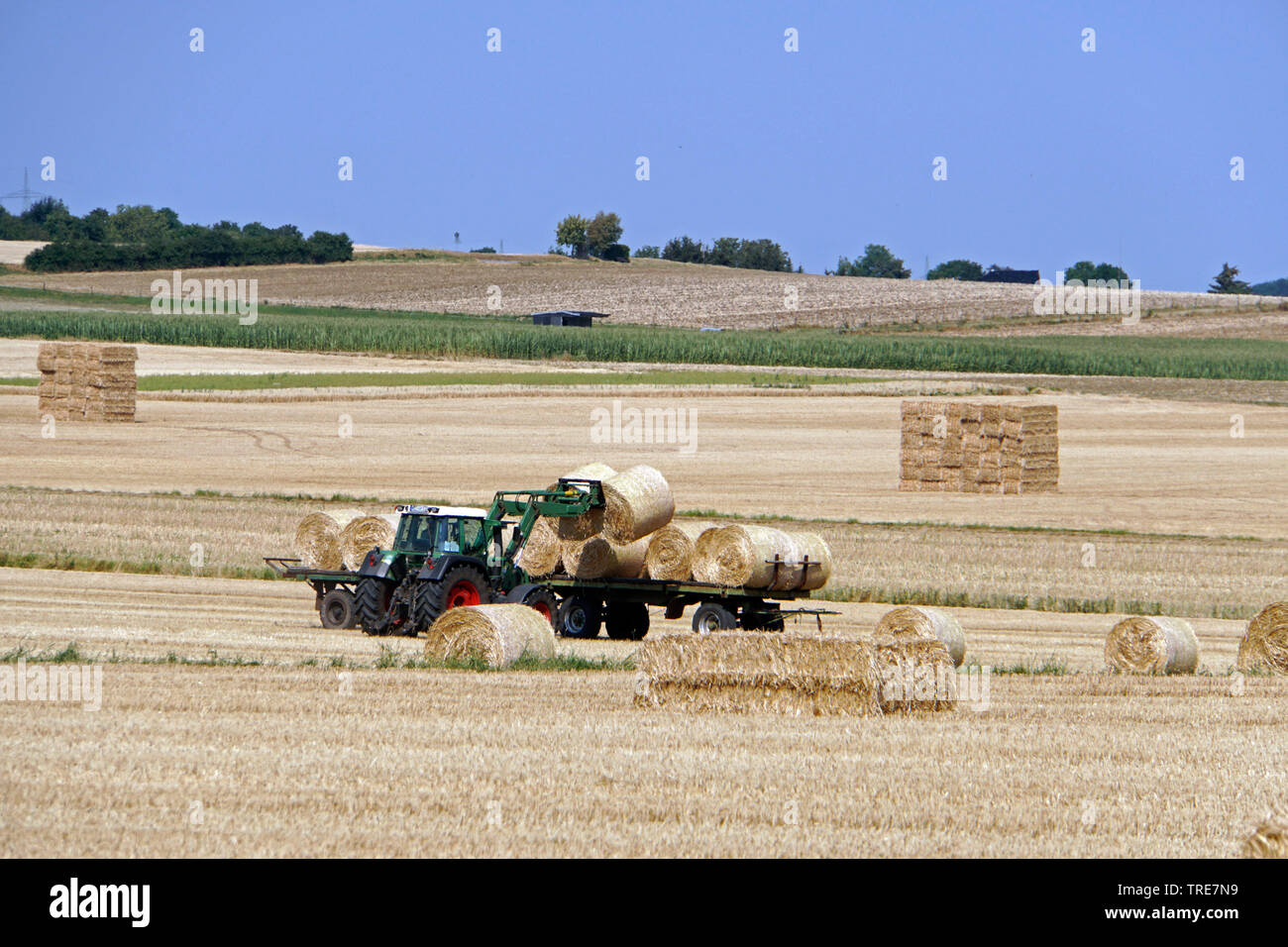 harvested grain field - collecting of the straw bales, Germany, North ...