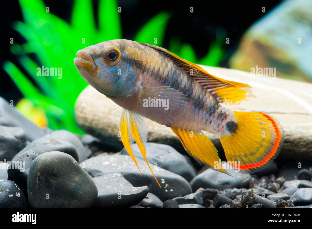 Apistogramma Baenschi