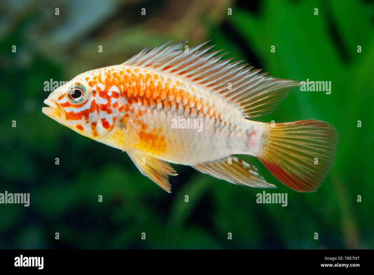 Apistogramma Macmasteri