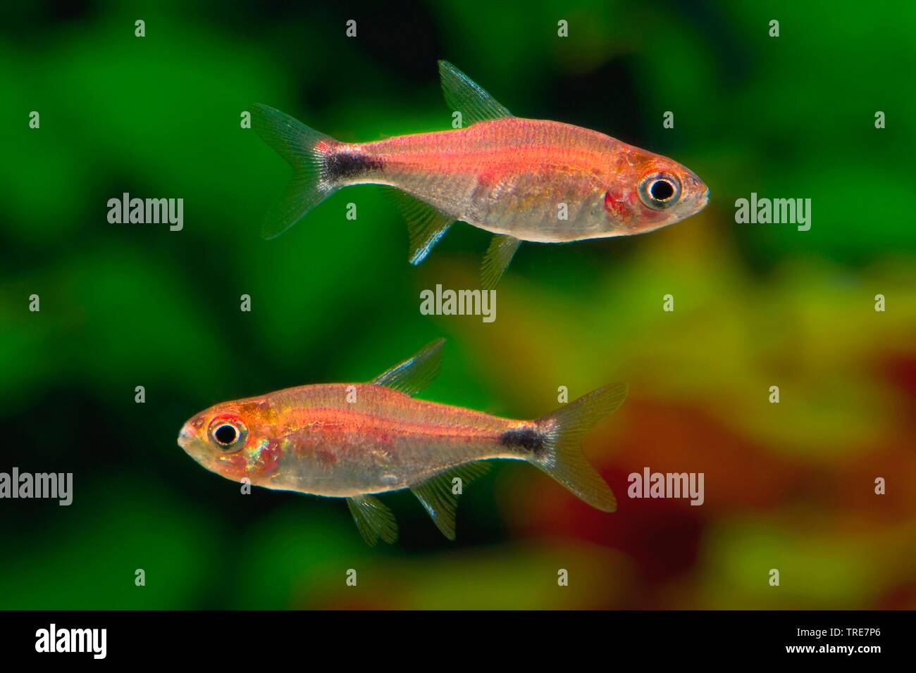 Ruby Tetra (Axelrodia riseii), side view Stock Photo - Alamy