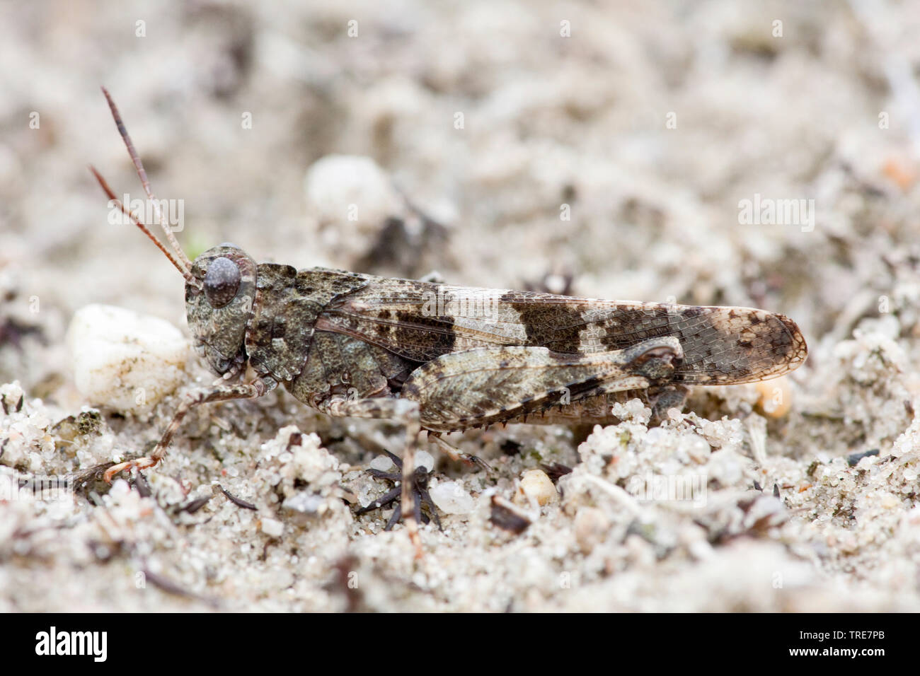 Blue-winged grasshopper (Oedipoda coerulescens, Oedipoda caerulescens ...