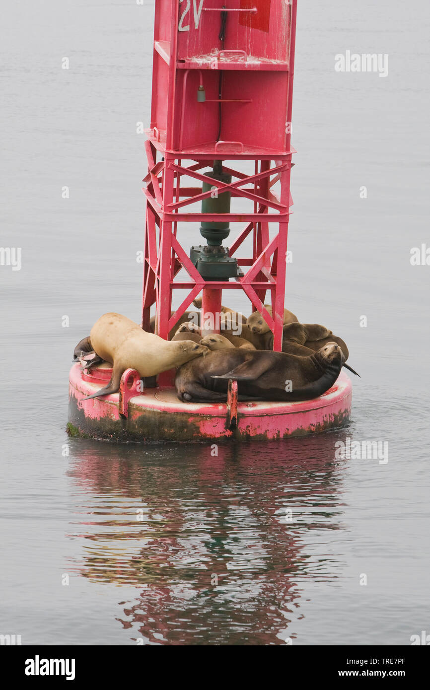 Seals on buoy hi-res stock photography and images - Alamy