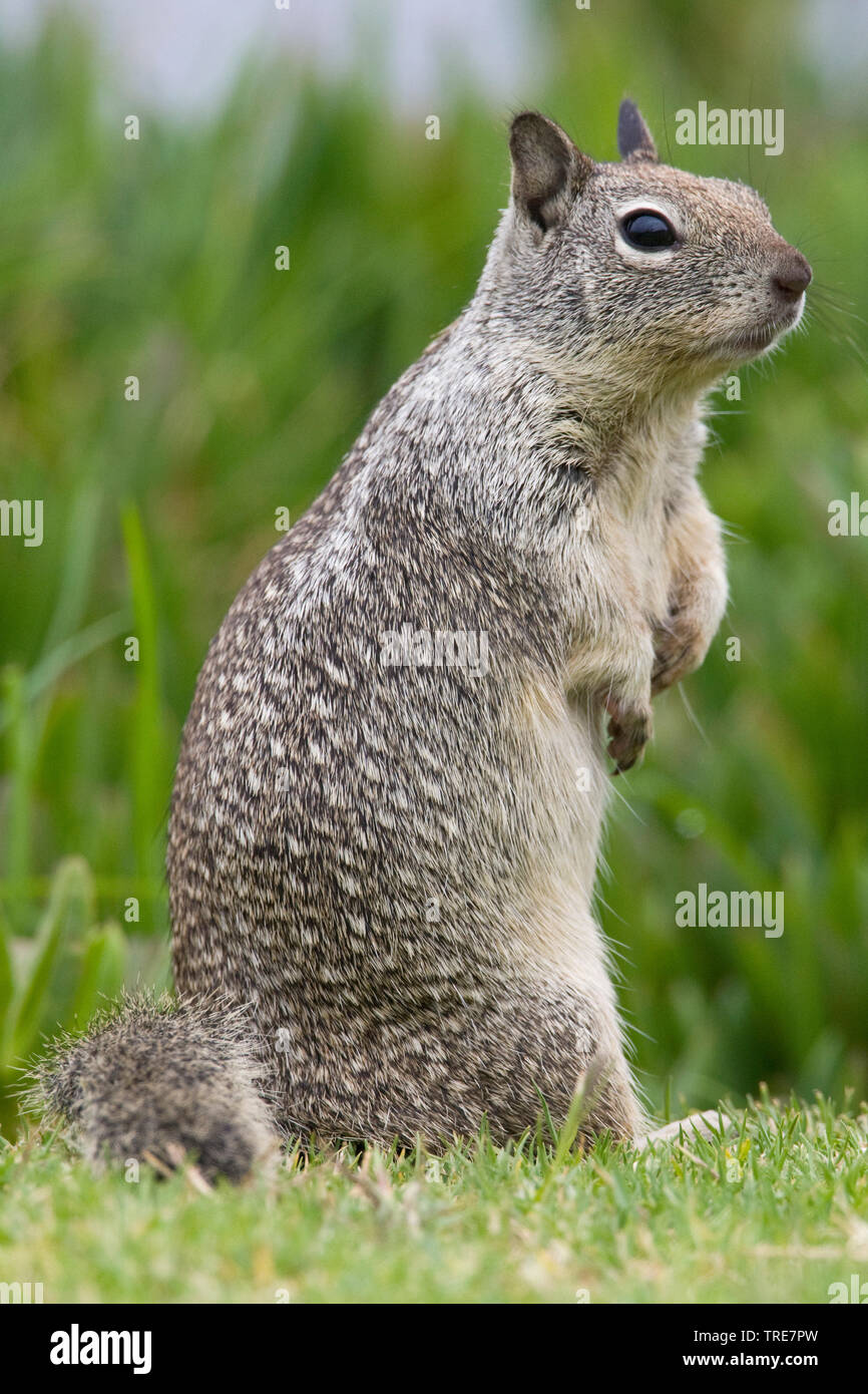 Beechey's ground squirrel, Californinan ground squirrel (Spermophilus ...
