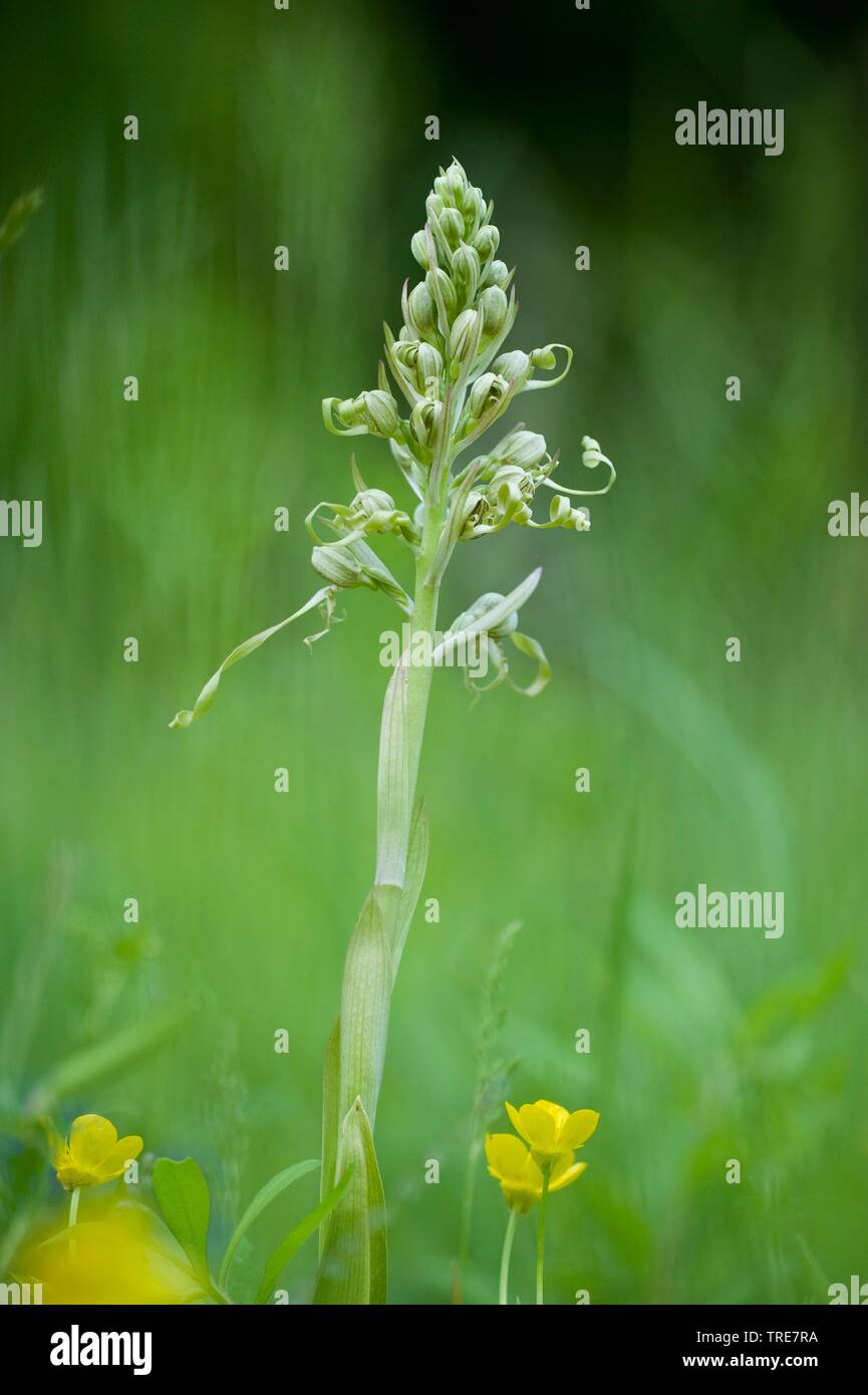 lizard orchid (Himantoglossum hircinum), blooming, Germany Stock Photo ...