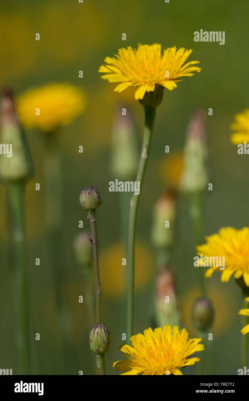 Cat's ear, Spotted cat's ear, Gosmore, Hairy cat's ear, Spotted cat's ...