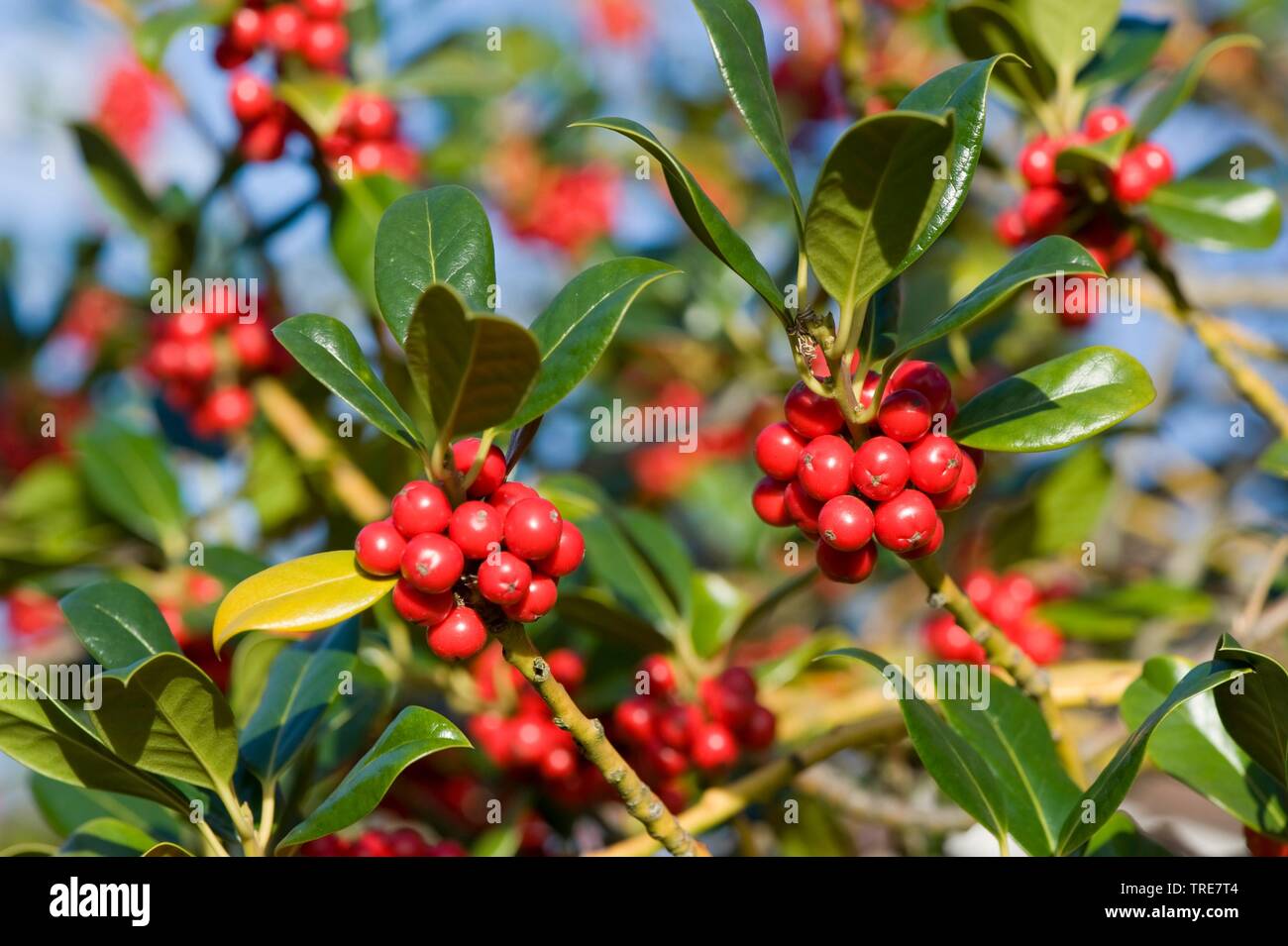 common holly, English holly (Ilex aquifolium), fruiting, Germany Stock ...