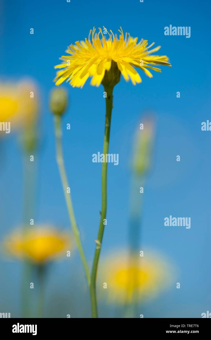 Spotted cats ear hypochaeris radicata hi-res stock photography and ...