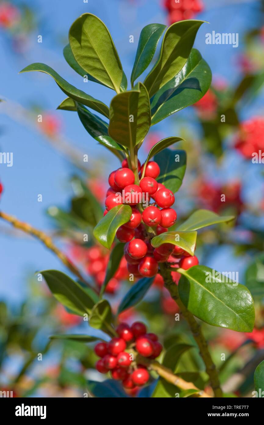 common holly, English holly (Ilex aquifolium), fruiting, Germany Stock ...
