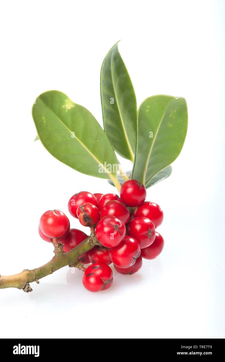 Holly twig hi-res stock photography and images - Alamy