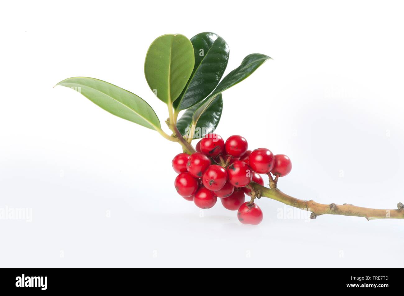 Evergreen tree cutout hi-res stock photography and images - Alamy