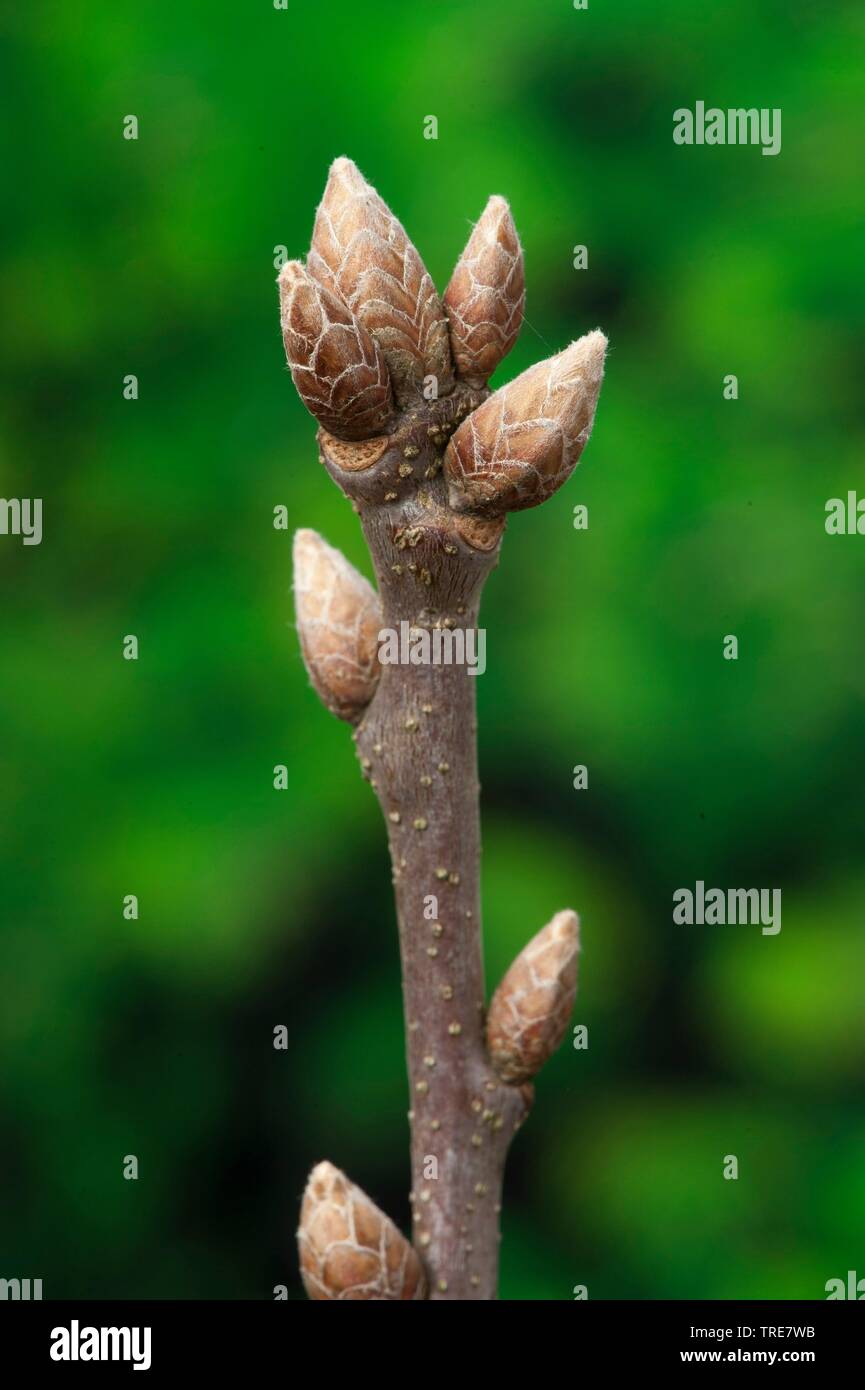 common oak, pedunculate oak, English oak (Quercus robur. Quercus ...