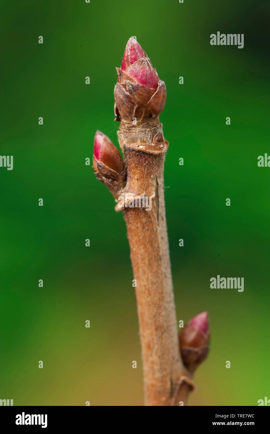Currant black plants hi-res stock photography and images - Alamy