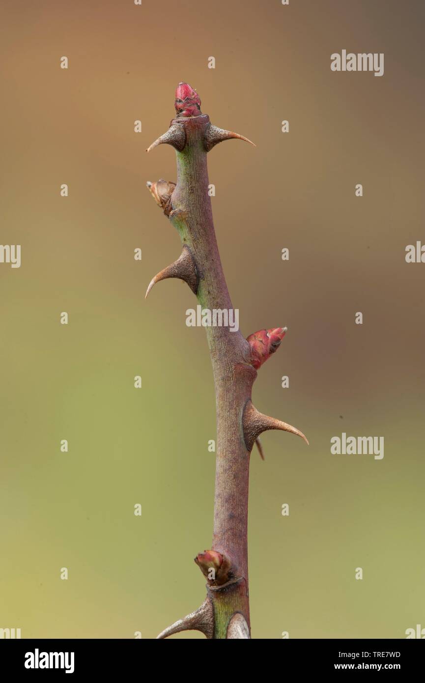 Rosa buds hi-res stock photography and images - Alamy