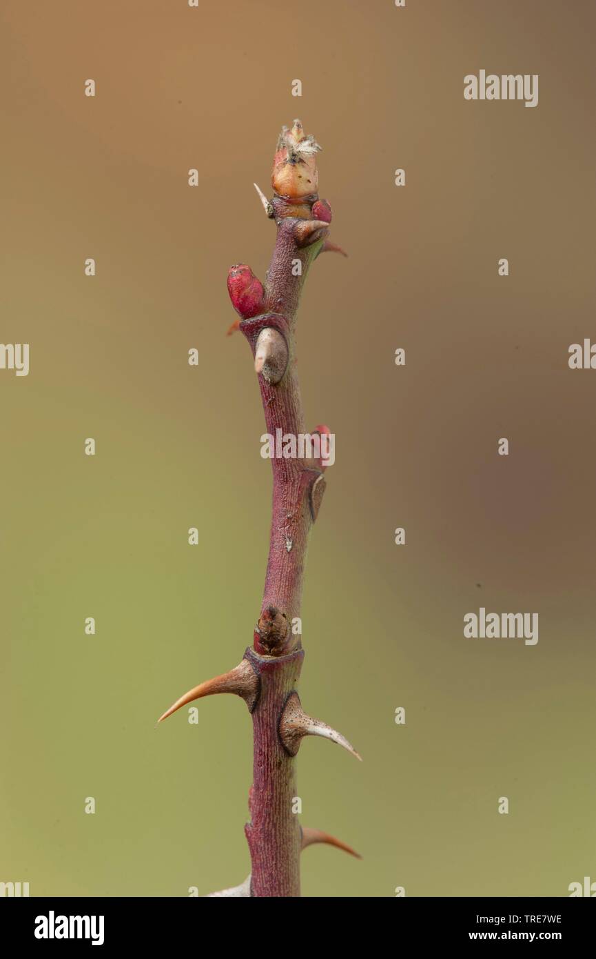 Rosa buds hi-res stock photography and images - Alamy