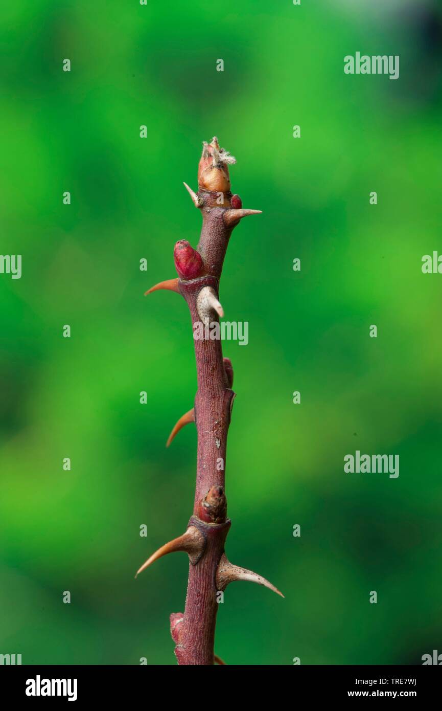 Rosa buds hi-res stock photography and images - Alamy