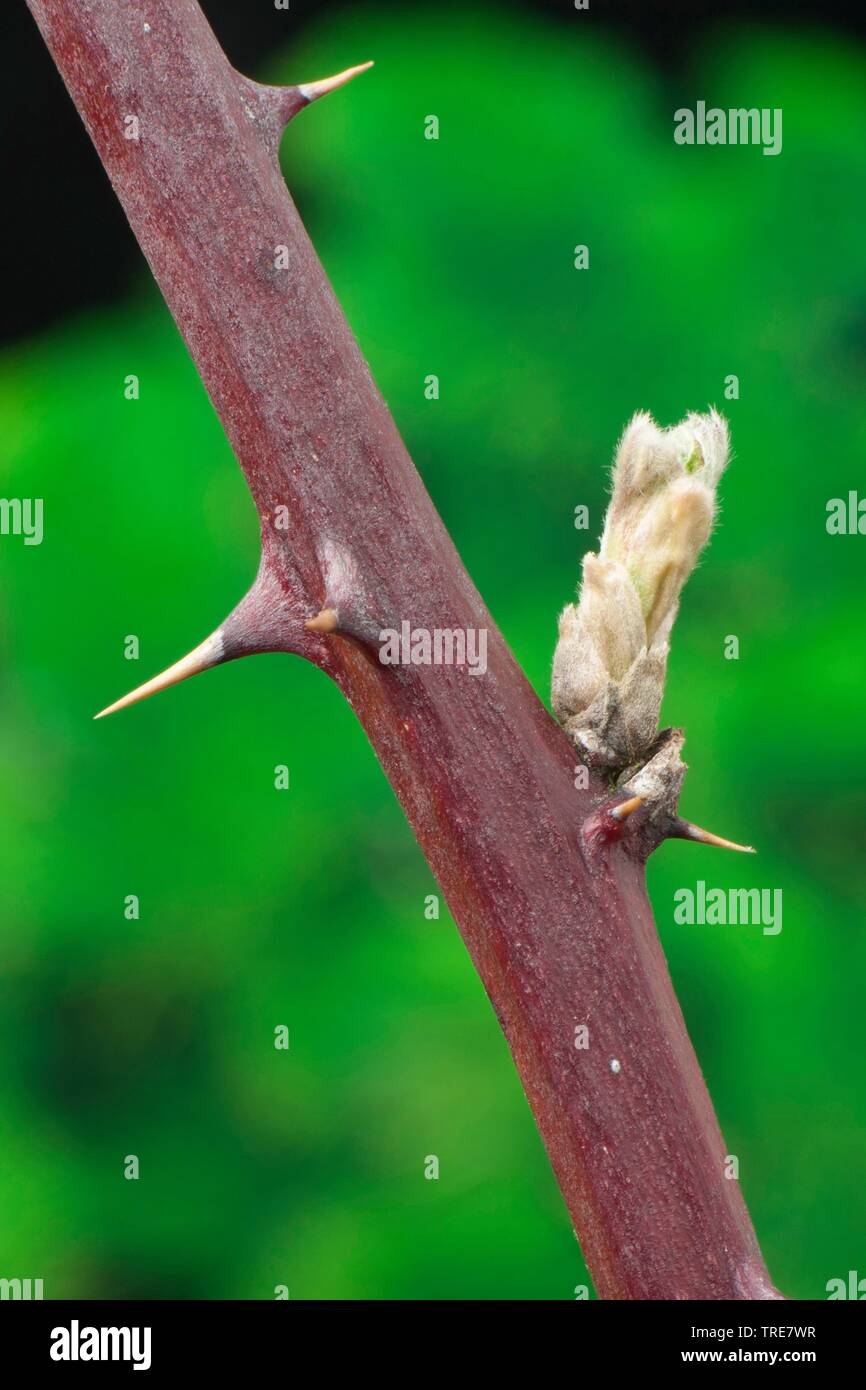 Blackberry bramble rubus fruticosus twig hi-res stock photography and ...