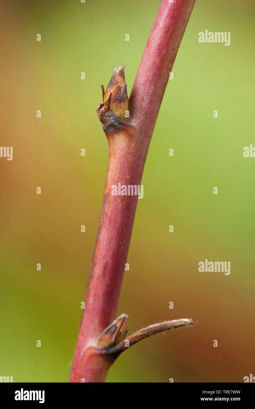 Raspberry Buds High Resolution Stock Photography and Images - Alamy