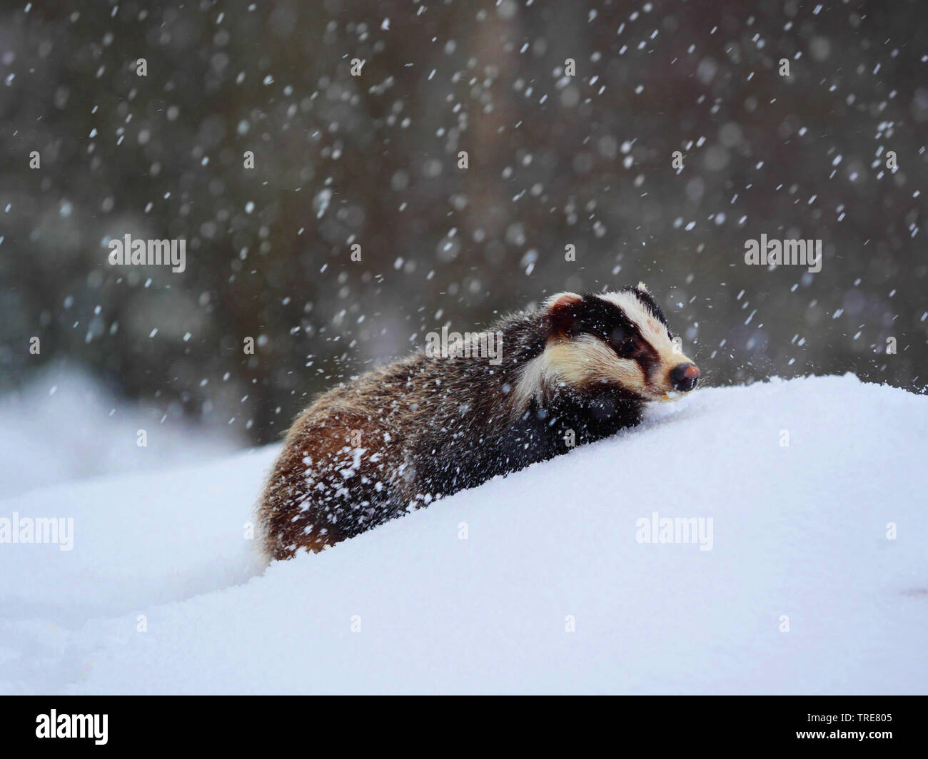 Old World badger, Eurasian badger (Meles meles), walking in the snow ...
