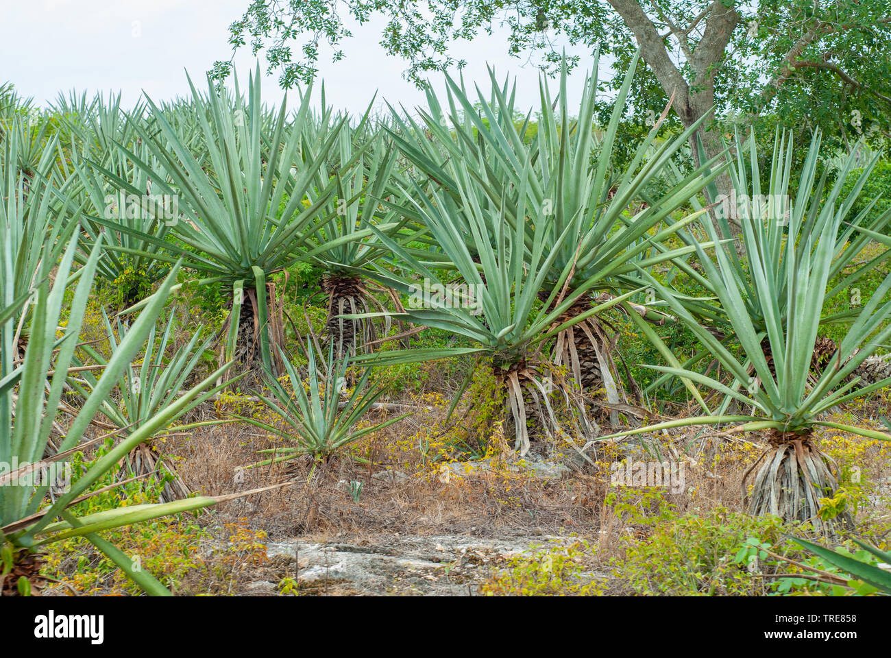 Agave fiber hi-res stock photography and images - Alamy