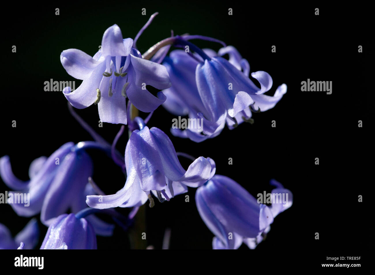 Atlantic bluebell (Hyacinthoides non-scripta, Endymion non-scriptus ...