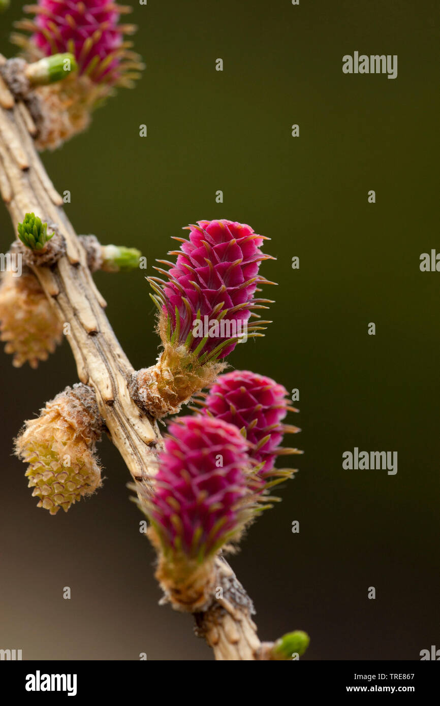 common larch, European larch (Larix decidua, Larix europaea), blooming ...