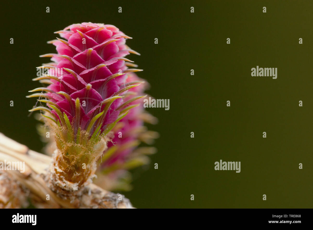 common larch, European larch (Larix decidua, Larix europaea), blooming ...