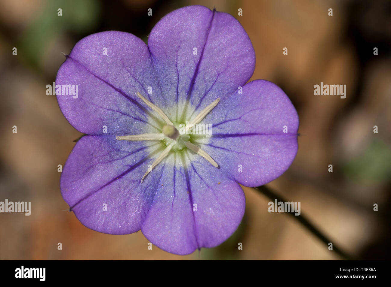 Venus' looking glass (Legousia pentagonia), flower, Greece, Lesbos ...