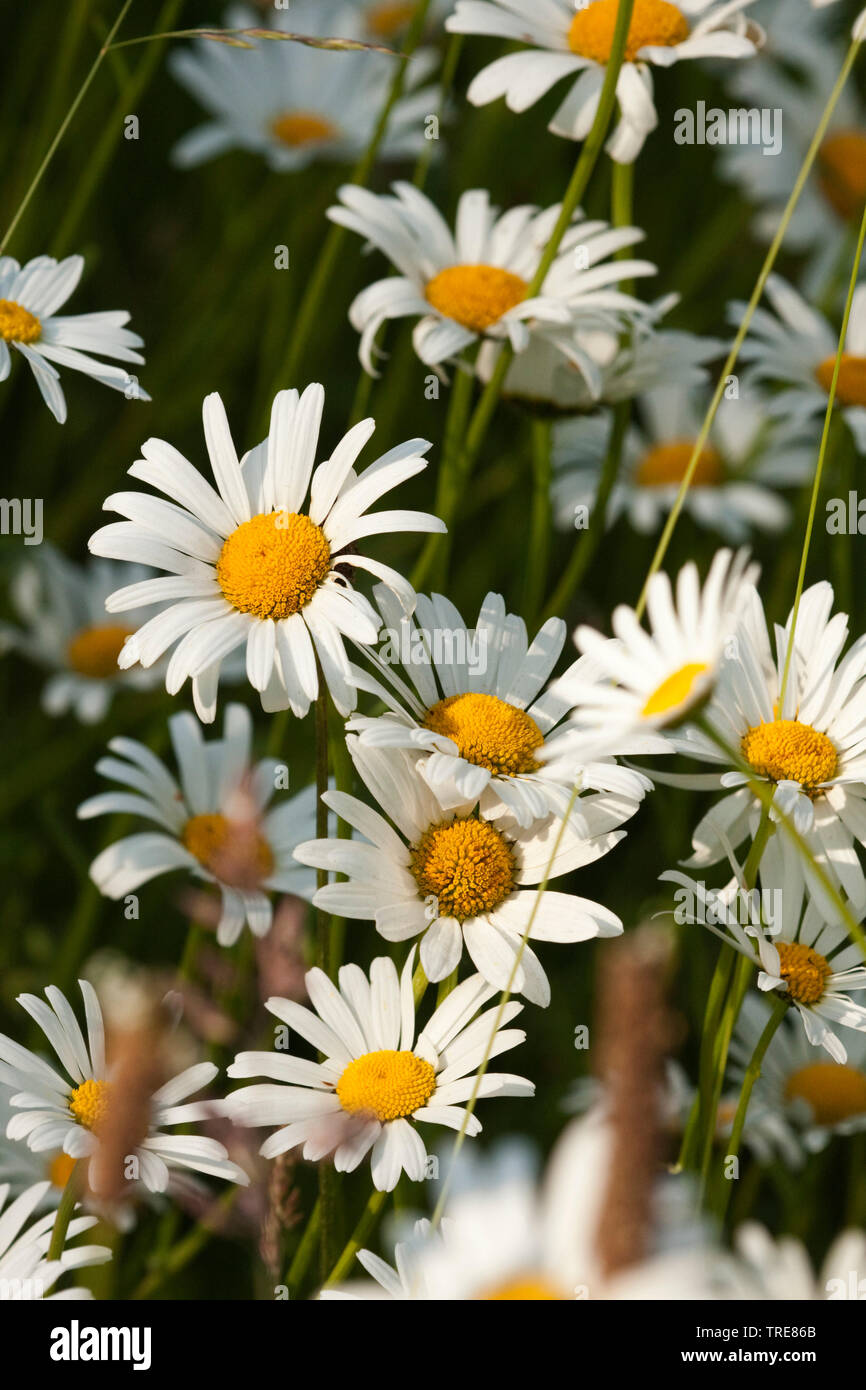 oxeye daisy, ox-eye daisy, white-weed, white daisy, dog daisy ...