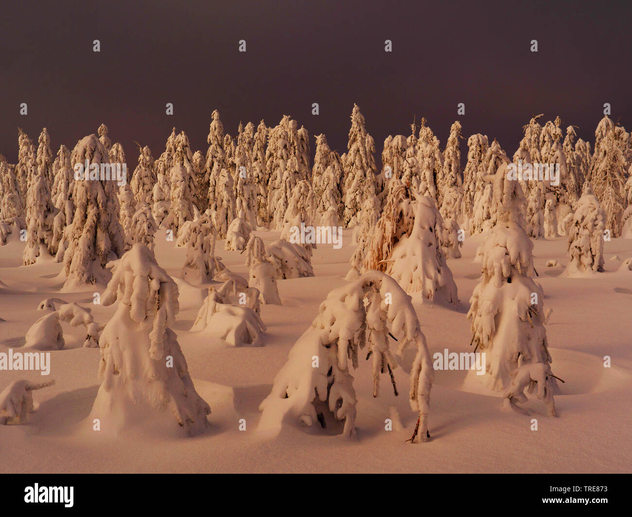 snow-covered trees in the Erz Mountains in evening light, Germany ...