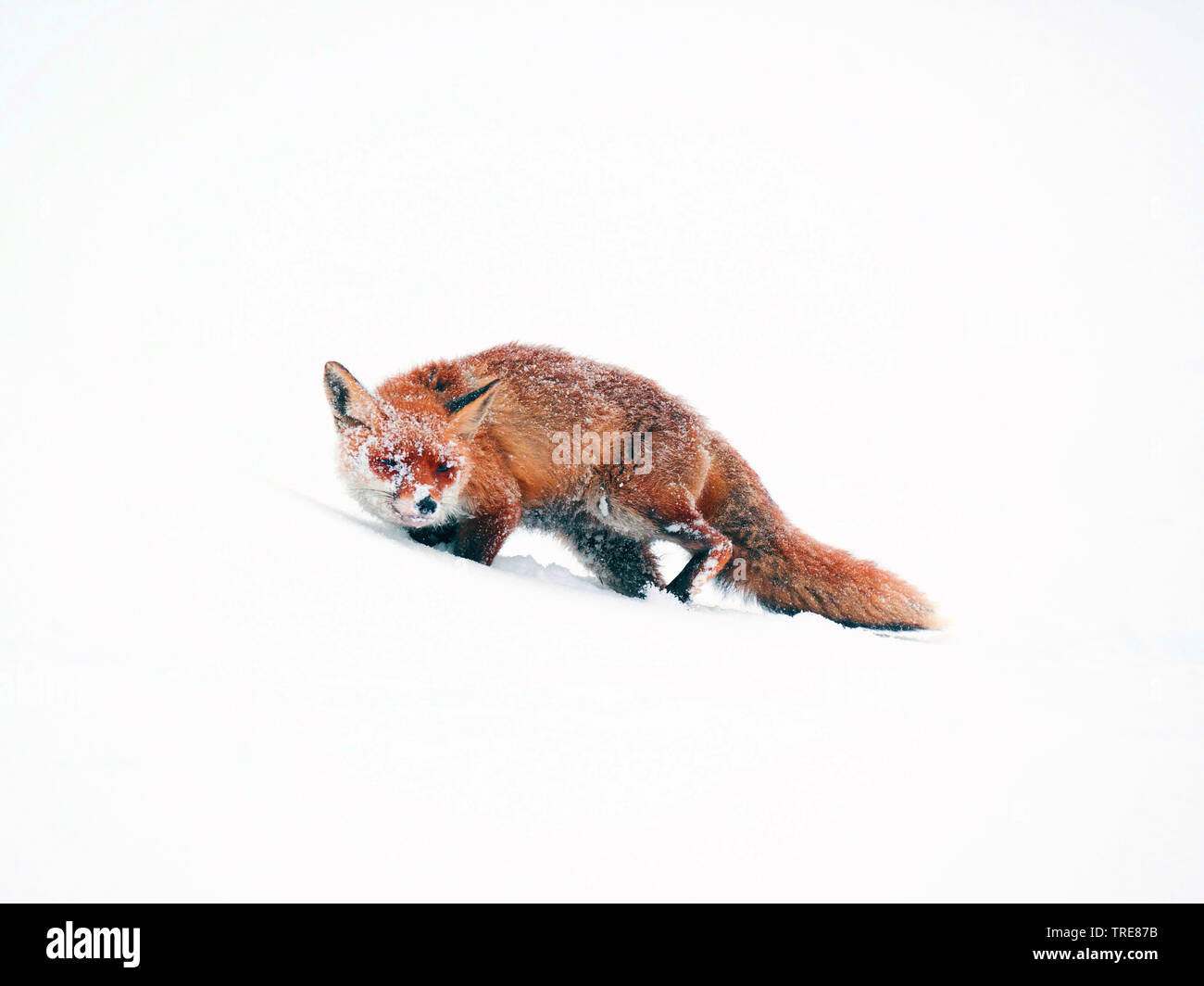red fox (Vulpes vulpes), on mouse hunting, running a straight line over ...