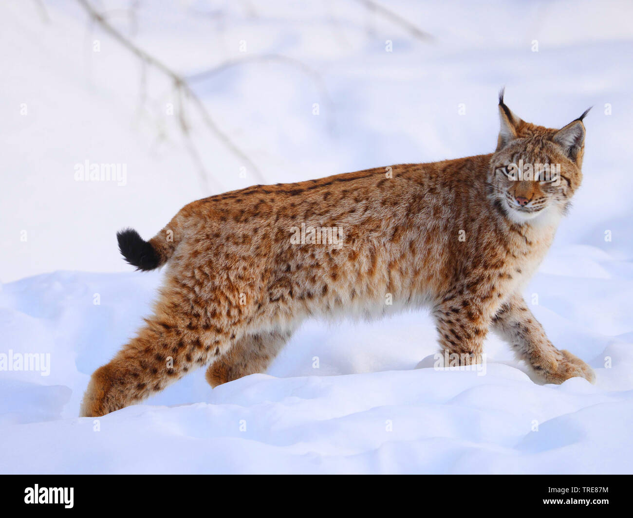 northern lynx (Lynx lynx lynx), young lynx in snow, Germany, Saxony ...