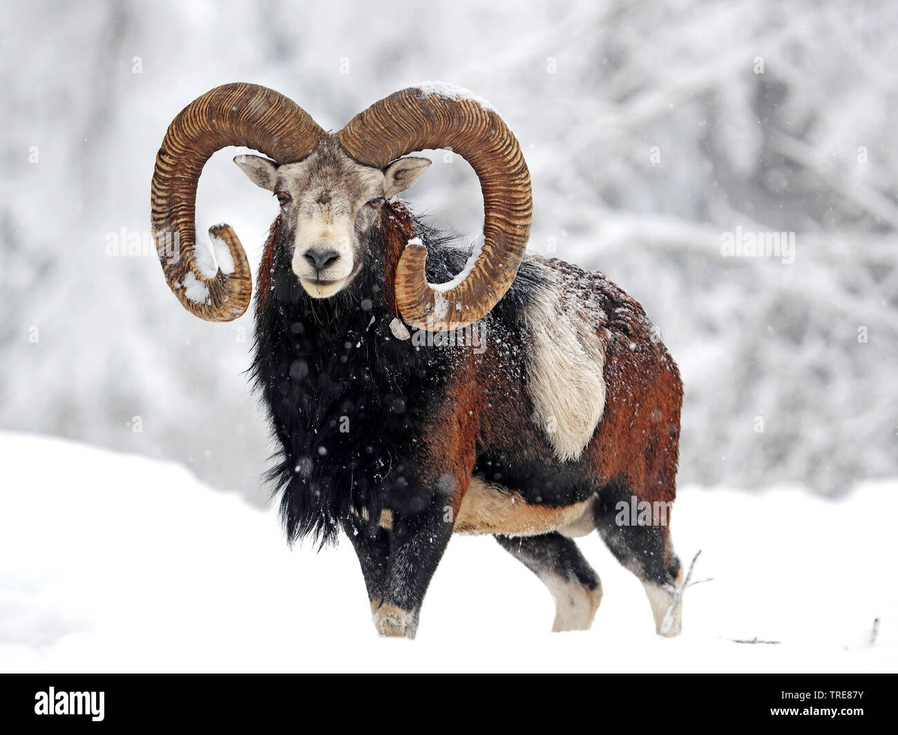 Mouflon (Ovis musimon, Ovis gmelini musimon, Ovis orientalis musimon ...